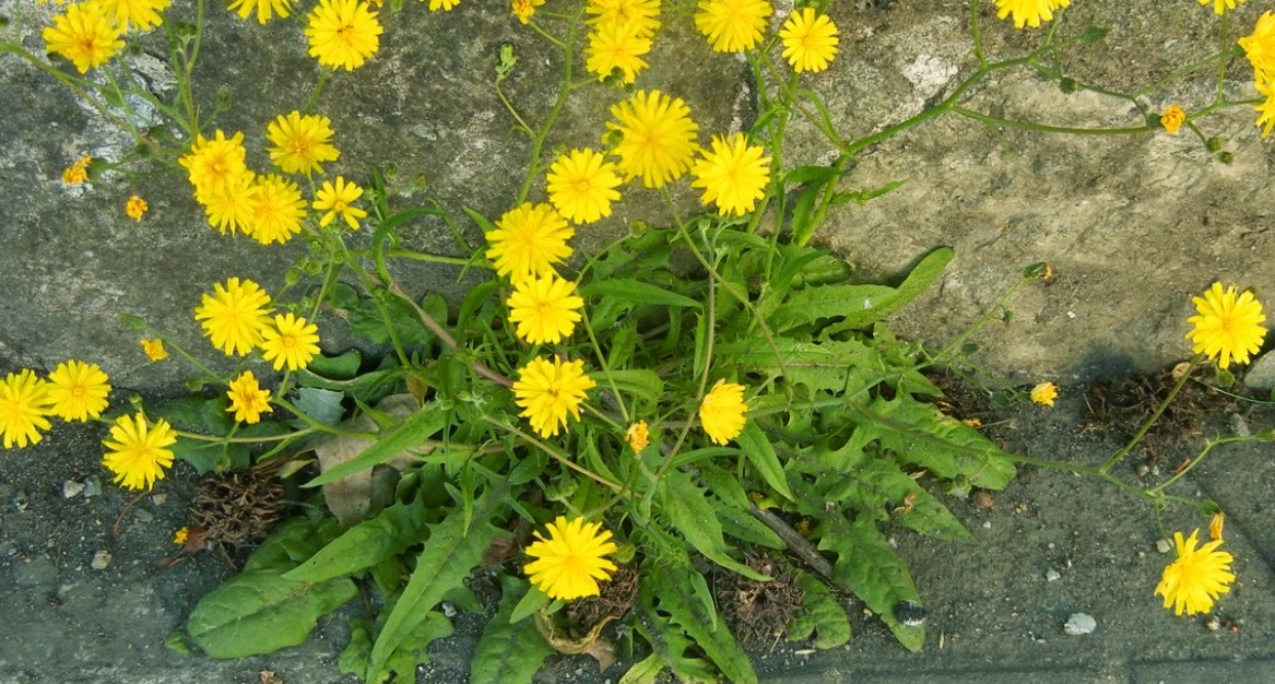 Hawkweed - Landscape & Garden Maintenance Services